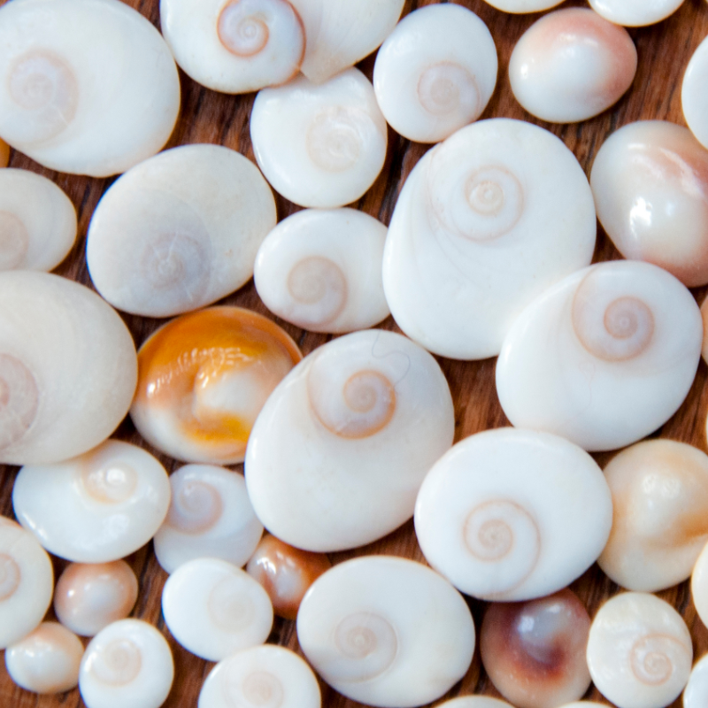 Œil de Ste Lucie et Œil de Shiva - Chrysalyde